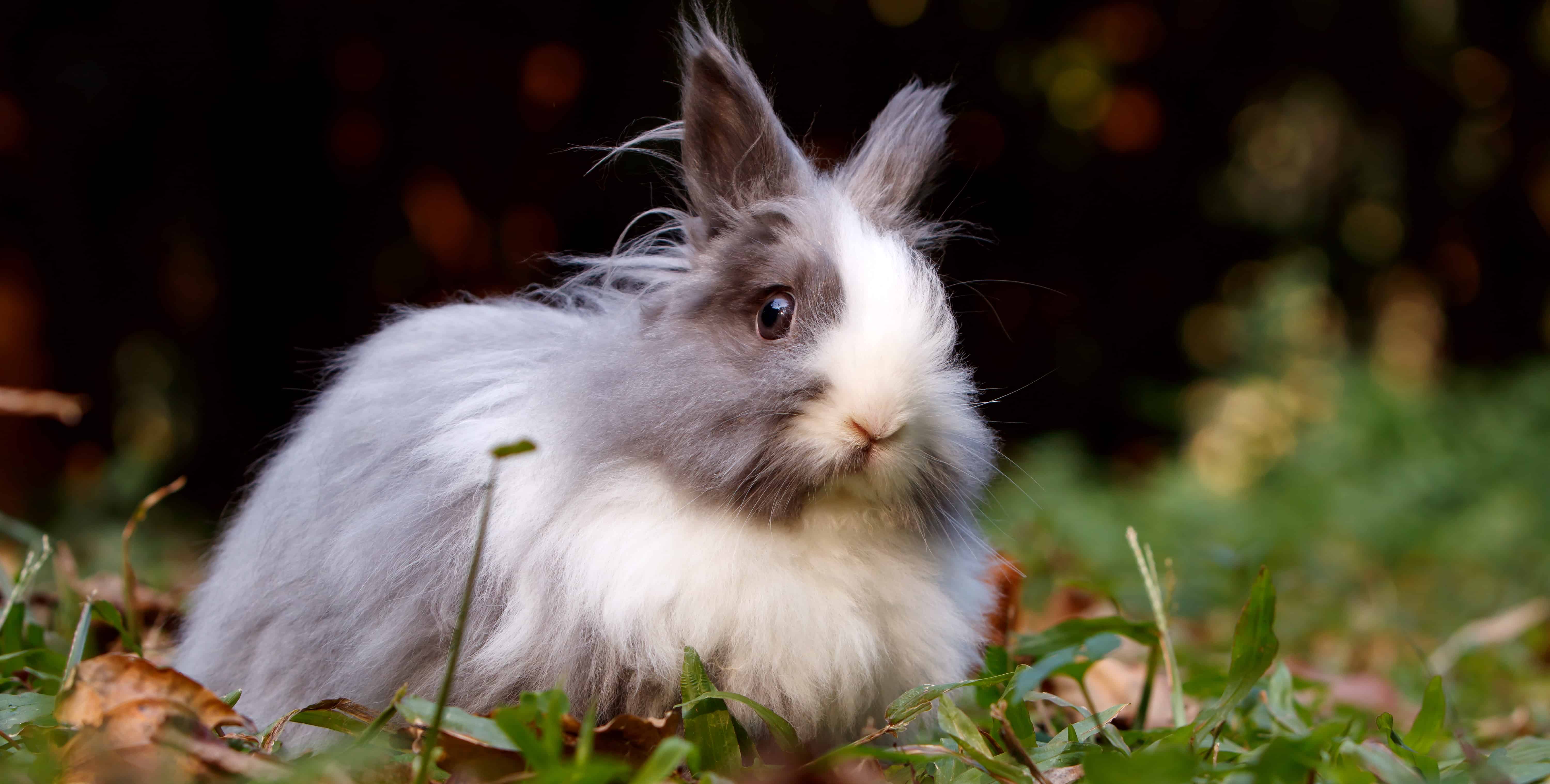 rabbit care | Norbury Pet Health Centre Vets